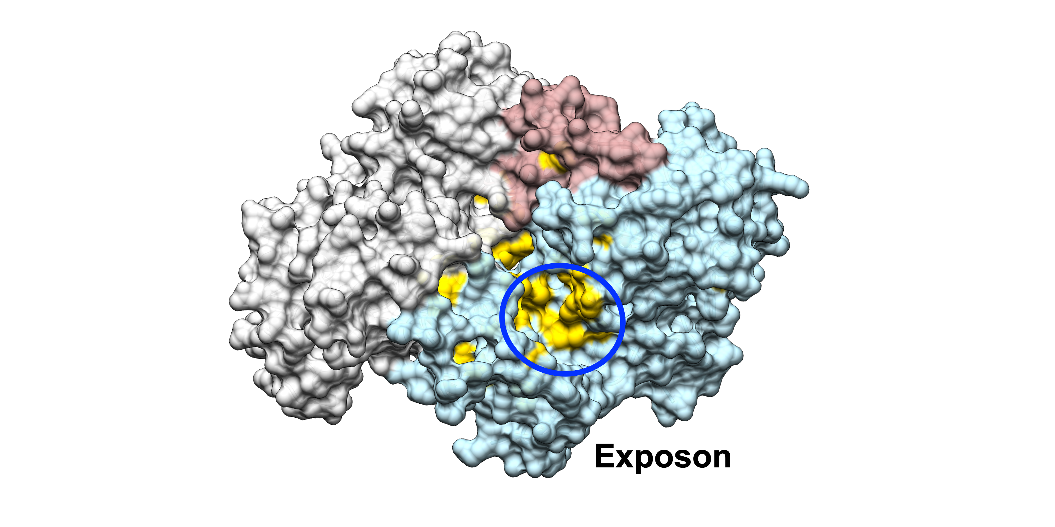 Biomolecular Modeling in Orion® - Target X - Cryptic Pocket Detection